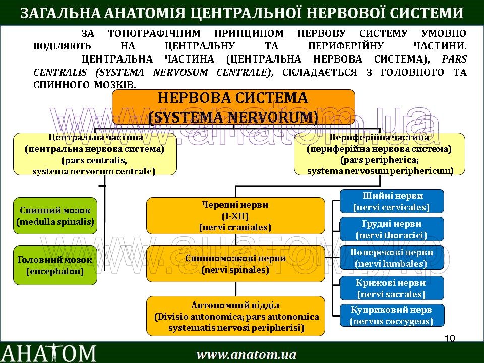 14 – SYSTEMA NERVOSUM CENTRALE#АНАТОМІЯ ЦНС – АНАТОМ | ANATOM.UA