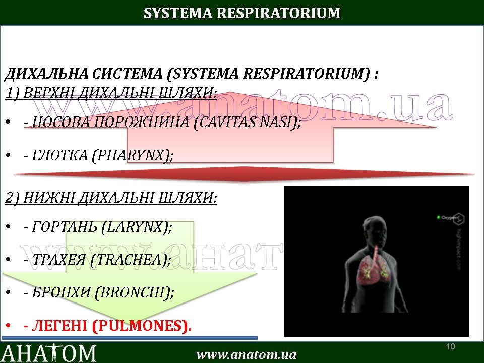 8 – SYSTEMA RESPIRATORIUM – АНАТОМ | ANATOM.UA