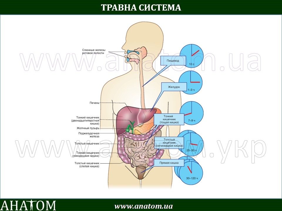 7 – SYSTEMA DIGESTORIUM – АНАТОМ | ANATOM.UA