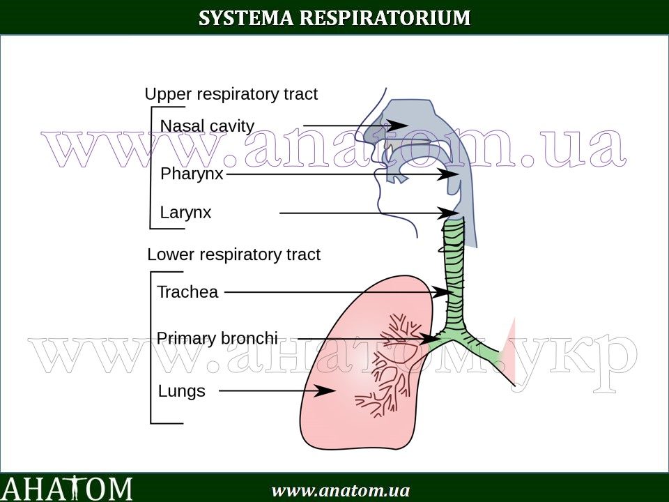 8 – SYSTEMA RESPIRATORIUM – АНАТОМ | ANATOM.UA