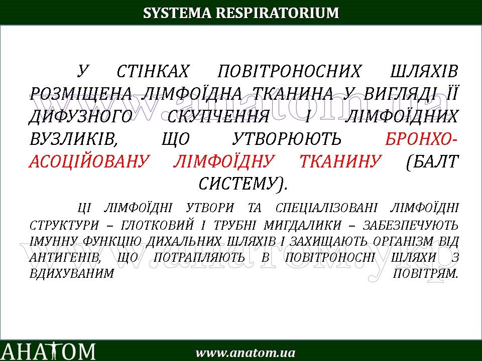 8 – SYSTEMA RESPIRATORIUM – АНАТОМ | ANATOM.UA