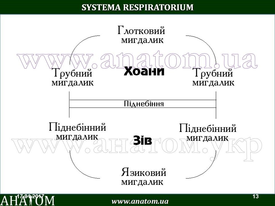 8 – SYSTEMA RESPIRATORIUM – АНАТОМ | ANATOM.UA