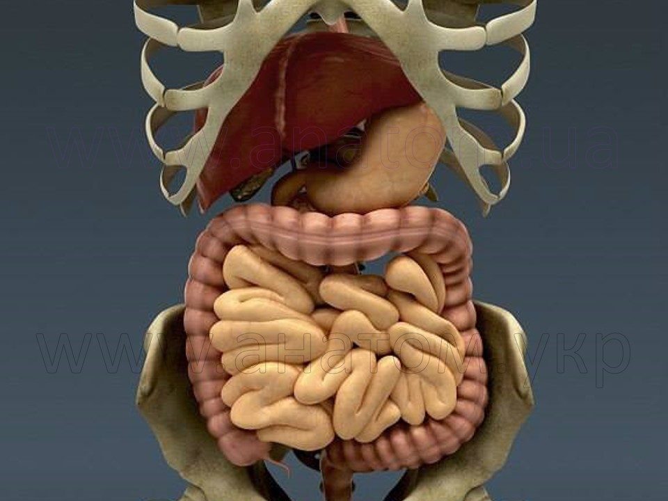 7 – SYSTEMA DIGESTORIUM – АНАТОМ | ANATOM.UA