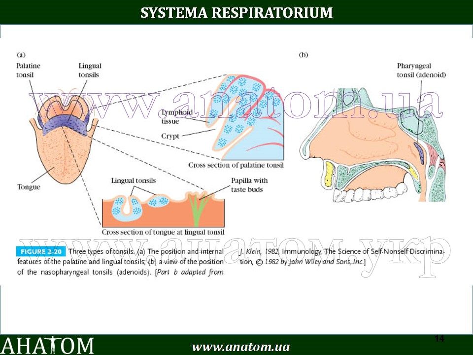 8 – SYSTEMA RESPIRATORIUM – АНАТОМ | ANATOM.UA