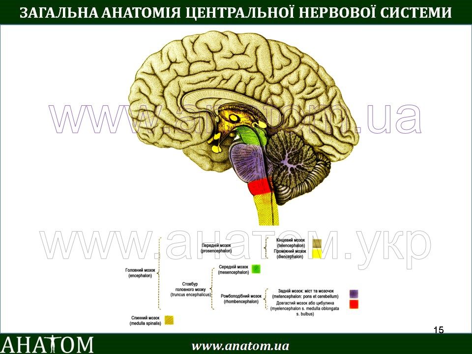 14 – SYSTEMA NERVOSUM CENTRALE#АНАТОМІЯ ЦНС – АНАТОМ | ANATOM.UA