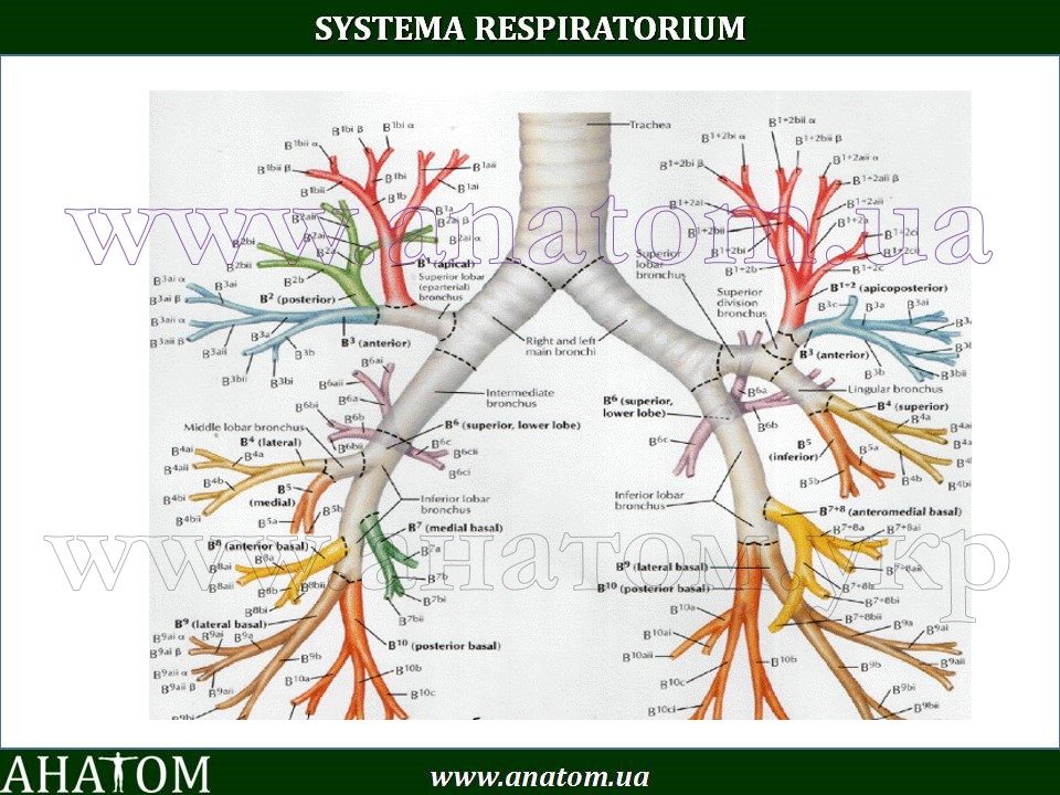 8 – SYSTEMA RESPIRATORIUM – АНАТОМ | The ANATOMIST