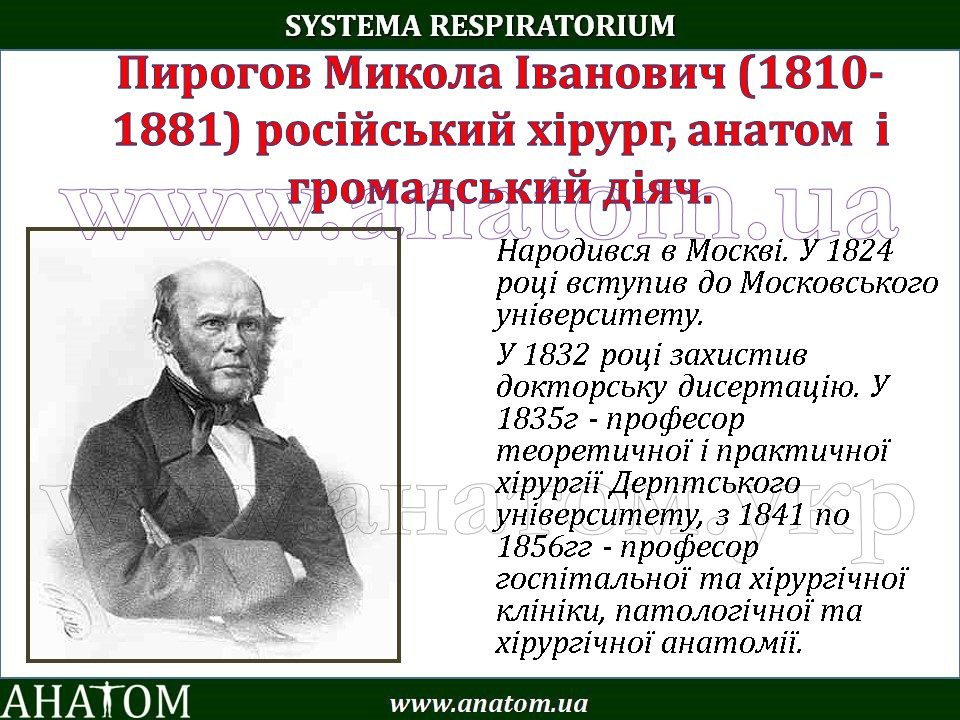 8 – SYSTEMA RESPIRATORIUM – АНАТОМ | The ANATOMIST