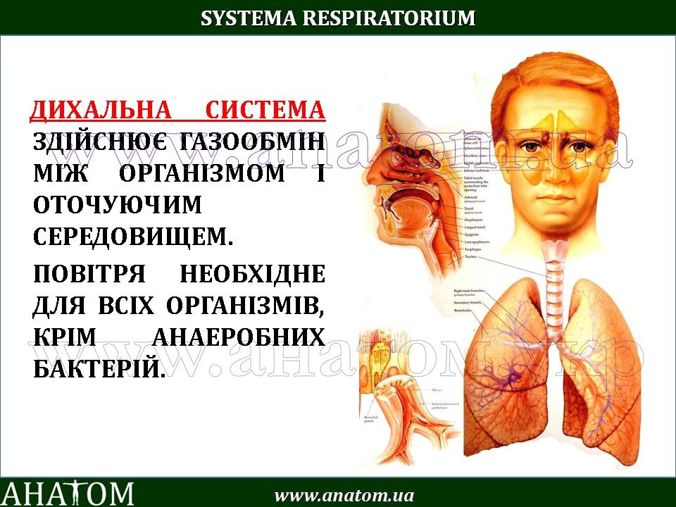 8 – SYSTEMA RESPIRATORIUM – АНАТОМ | ANATOM.UA