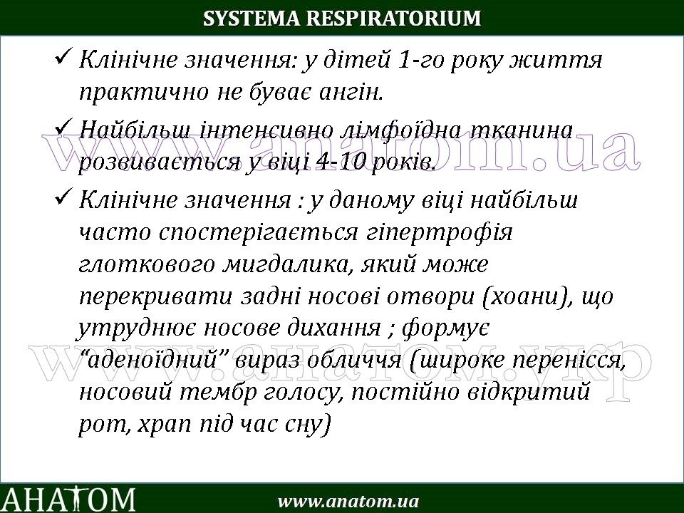 8 – SYSTEMA RESPIRATORIUM – АНАТОМ | ANATOM.UA