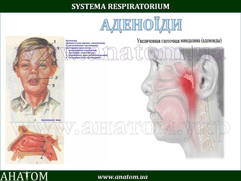 8 – SYSTEMA RESPIRATORIUM – АНАТОМ | ANATOM.UA