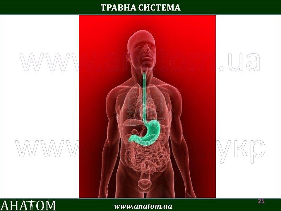 7 – SYSTEMA DIGESTORIUM – АНАТОМ | ANATOM.UA