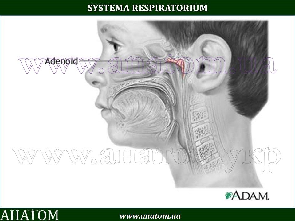 8 – SYSTEMA RESPIRATORIUM – АНАТОМ | ANATOM.UA
