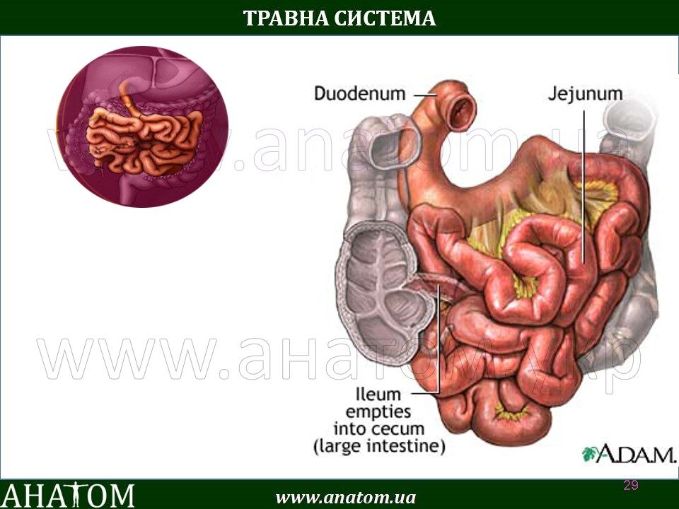 7 – SYSTEMA DIGESTORIUM – АНАТОМ | ANATOM.UA