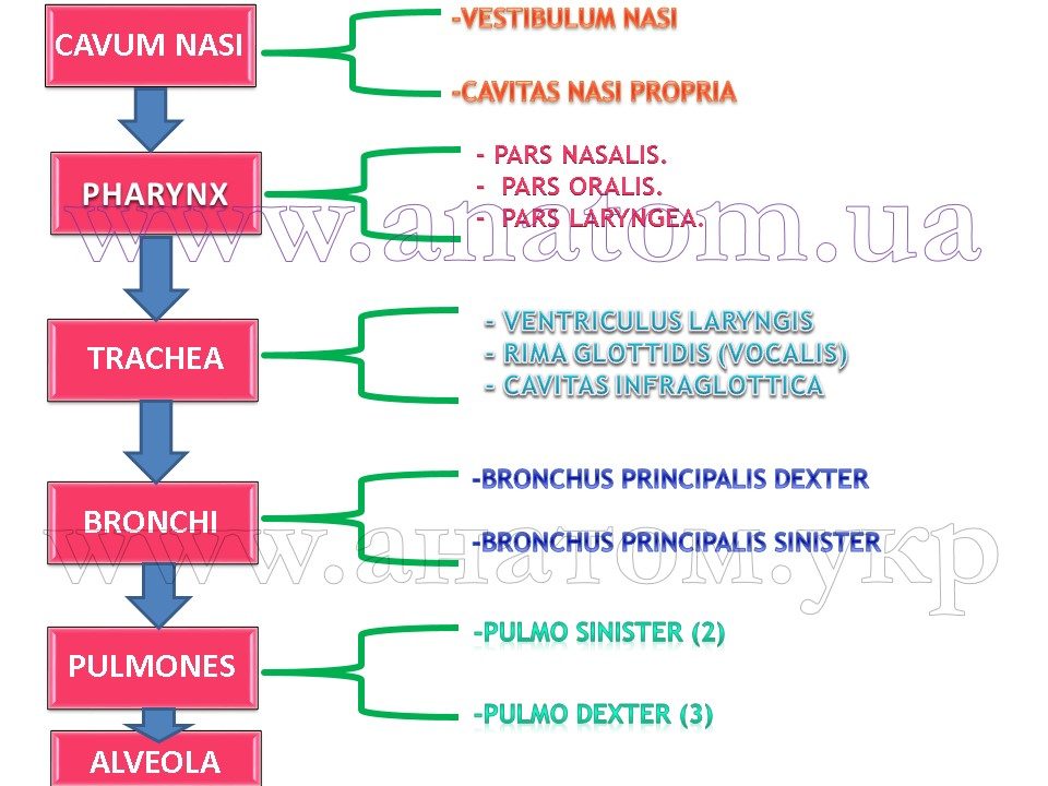 8 – SYSTEMA RESPIRATORIUM – АНАТОМ | ANATOM.UA