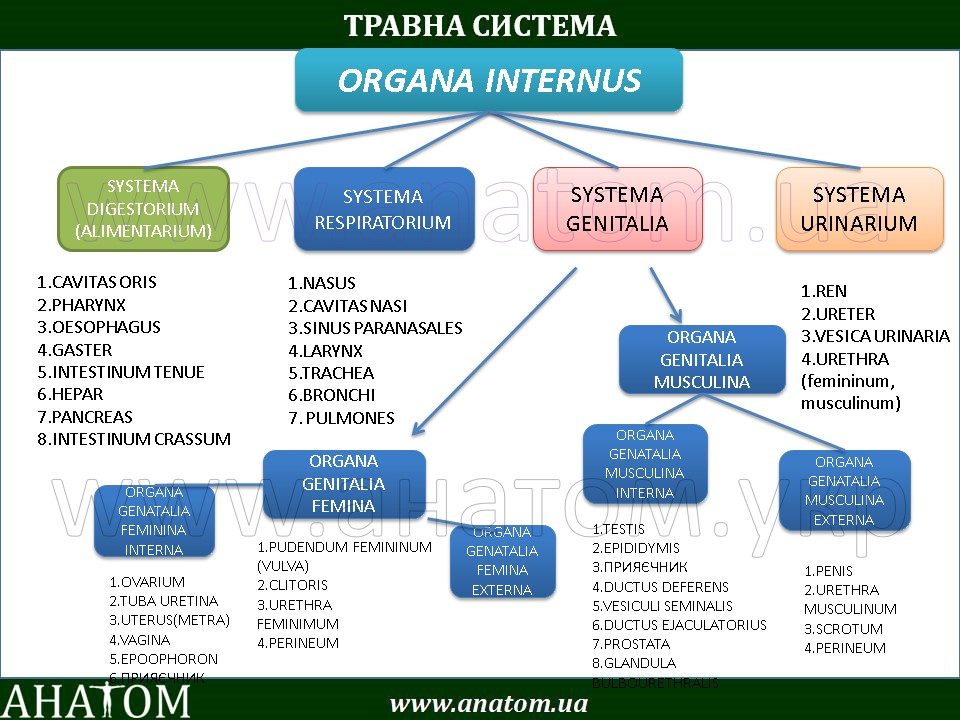 7 – SYSTEMA DIGESTORIUM – АНАТОМ | ANATOM.UA
