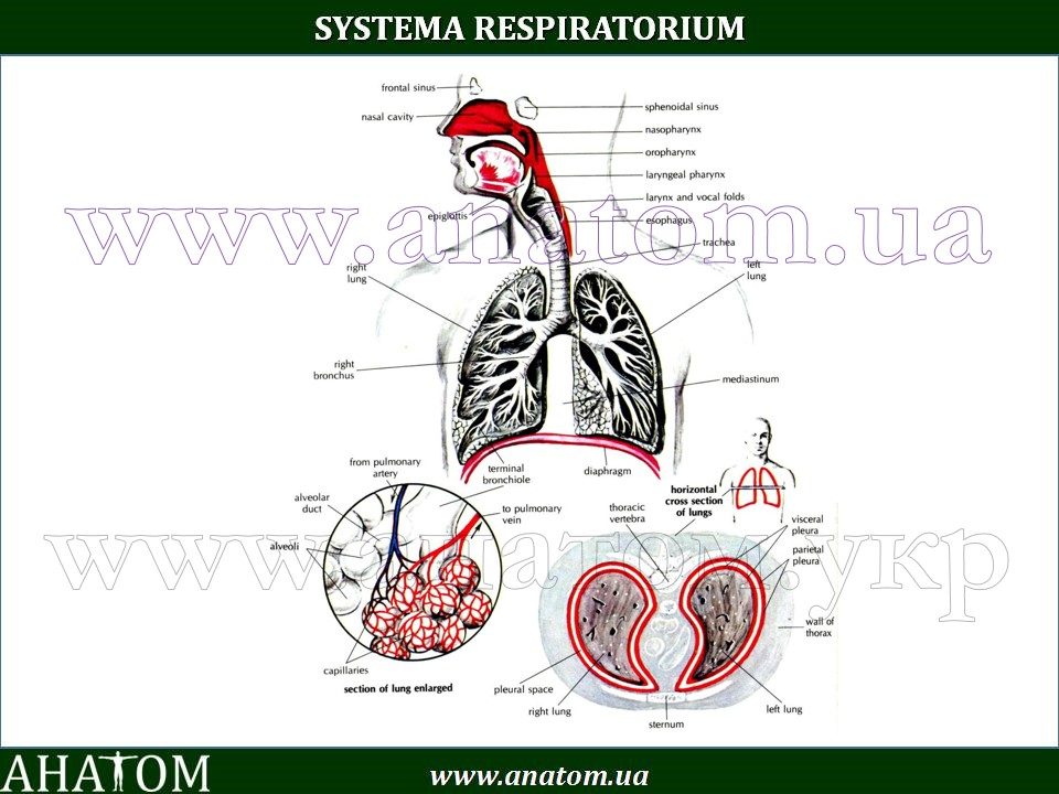 8 – SYSTEMA RESPIRATORIUM – АНАТОМ | ANATOM.UA