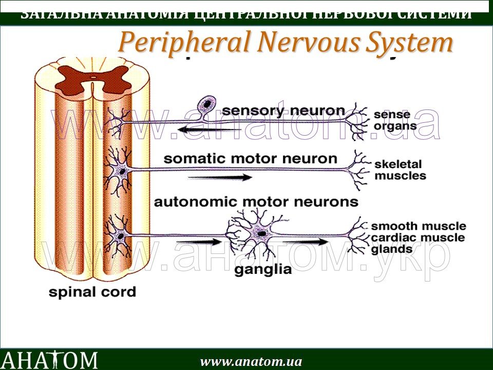 14 – SYSTEMA NERVOSUM CENTRALE#АНАТОМІЯ ЦНС – АНАТОМ | ANATOM.UA