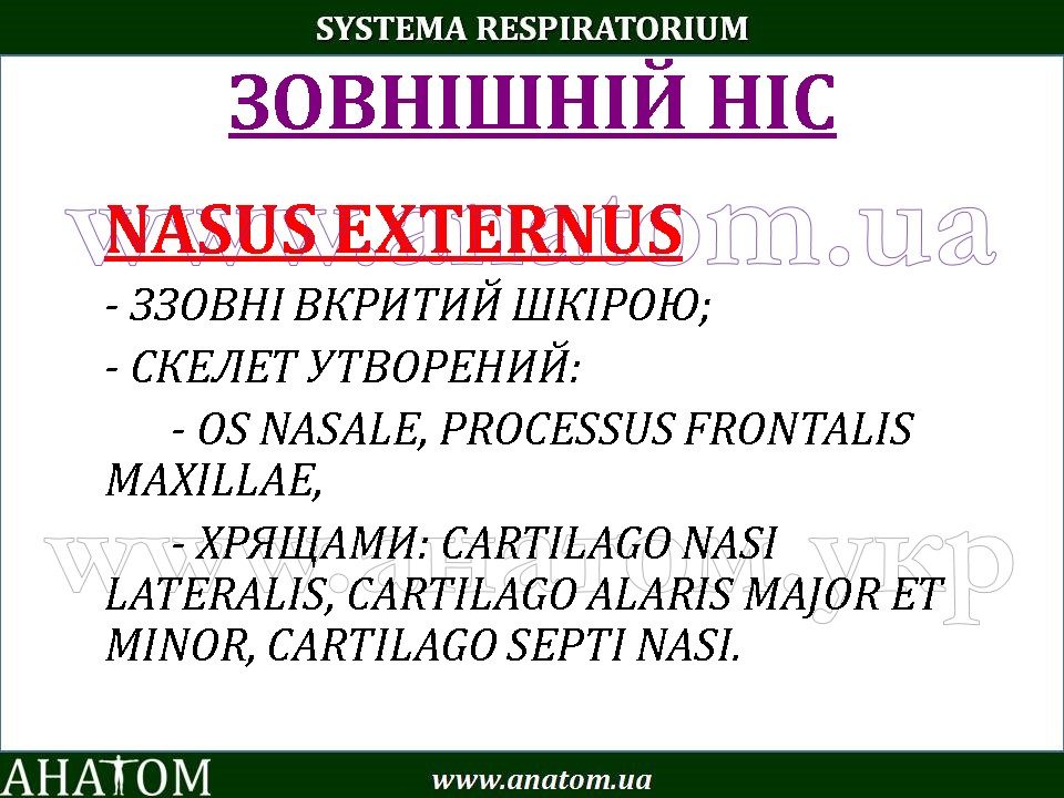 8 – SYSTEMA RESPIRATORIUM – АНАТОМ | The ANATOMIST