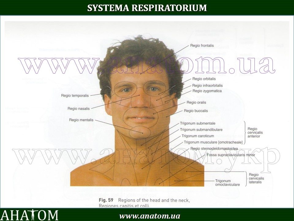 8 – SYSTEMA RESPIRATORIUM – АНАТОМ | ANATOM.UA