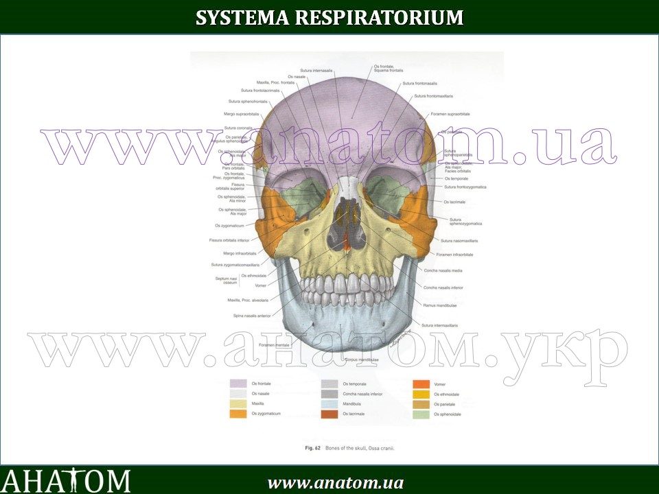 8 – SYSTEMA RESPIRATORIUM – АНАТОМ | The ANATOMIST