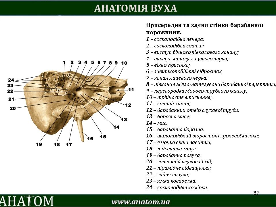 #AURIS / # ВУХО – АНАТОМ | ANATOM.UA