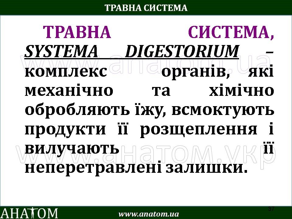 7 – SYSTEMA DIGESTORIUM – АНАТОМ | ANATOM.UA