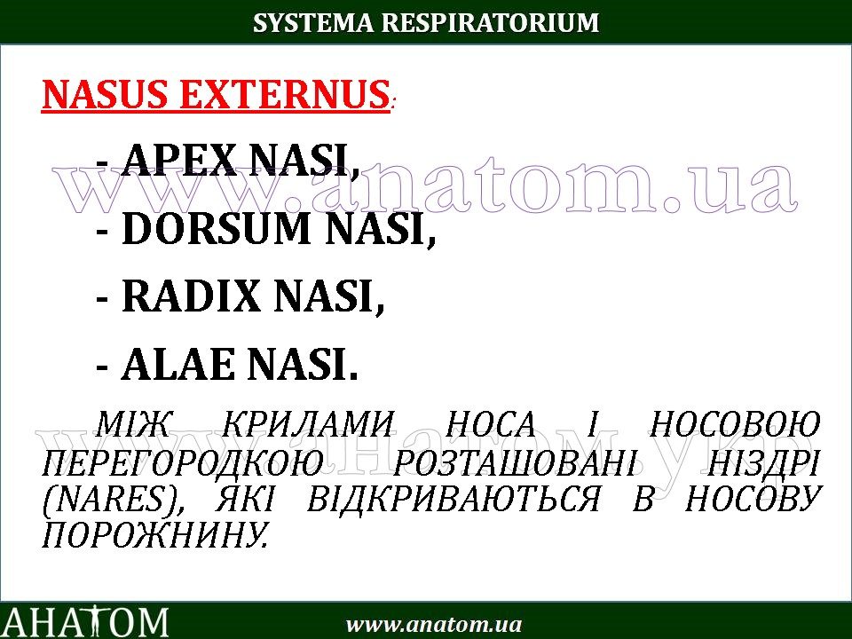 8 – SYSTEMA RESPIRATORIUM – АНАТОМ | ANATOM.UA