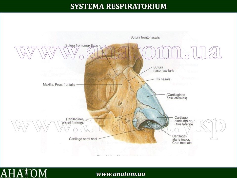 8 – SYSTEMA RESPIRATORIUM – АНАТОМ | ANATOM.UA