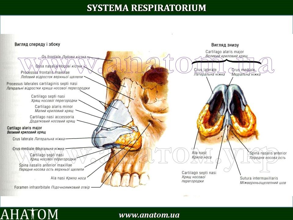 8 – SYSTEMA RESPIRATORIUM – АНАТОМ | ANATOM.UA