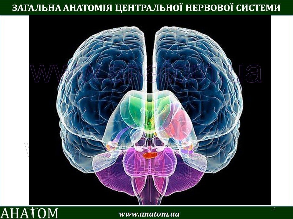 14 – SYSTEMA NERVOSUM CENTRALE#АНАТОМІЯ ЦНС – АНАТОМ | ANATOM.UA