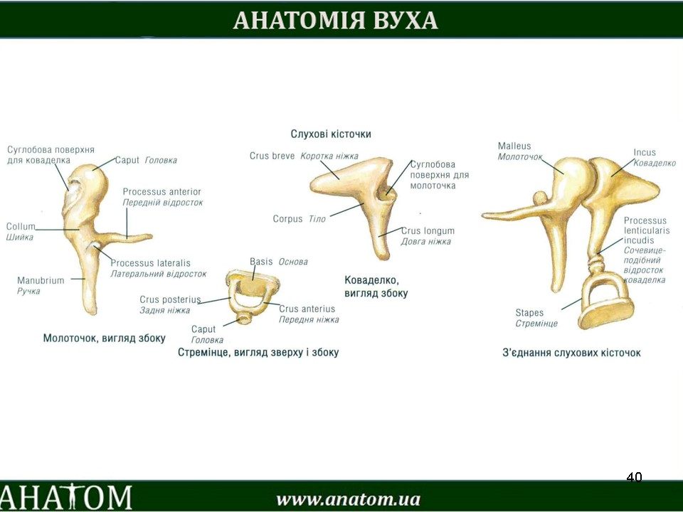 #AURIS / # ВУХО – АНАТОМ | ANATOM.UA