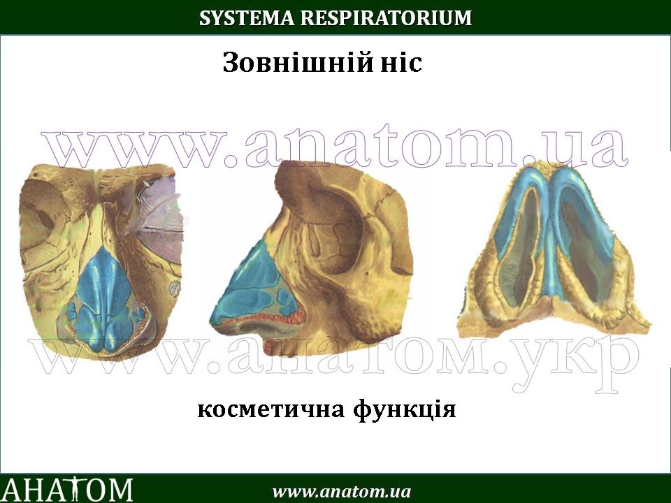 8 – SYSTEMA RESPIRATORIUM – АНАТОМ | ANATOM.UA