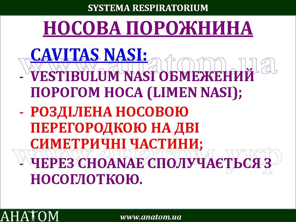 8 – SYSTEMA RESPIRATORIUM – АНАТОМ | ANATOM.UA