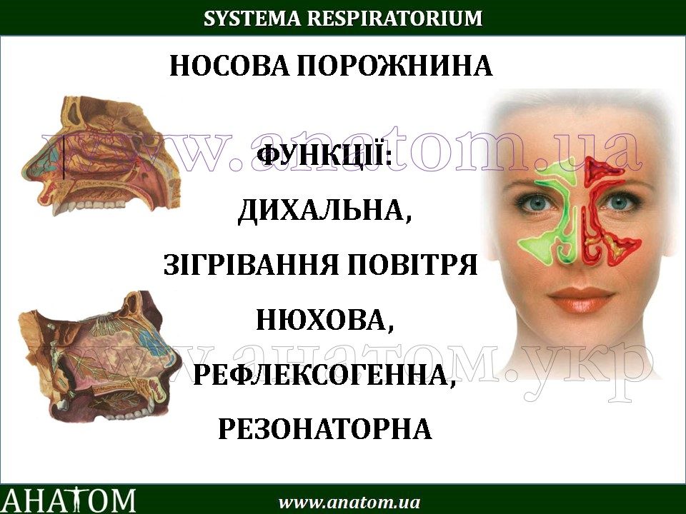 8 – SYSTEMA RESPIRATORIUM – АНАТОМ | ANATOM.UA