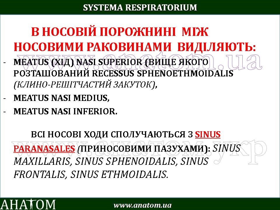 8 – SYSTEMA RESPIRATORIUM – АНАТОМ | The ANATOMIST
