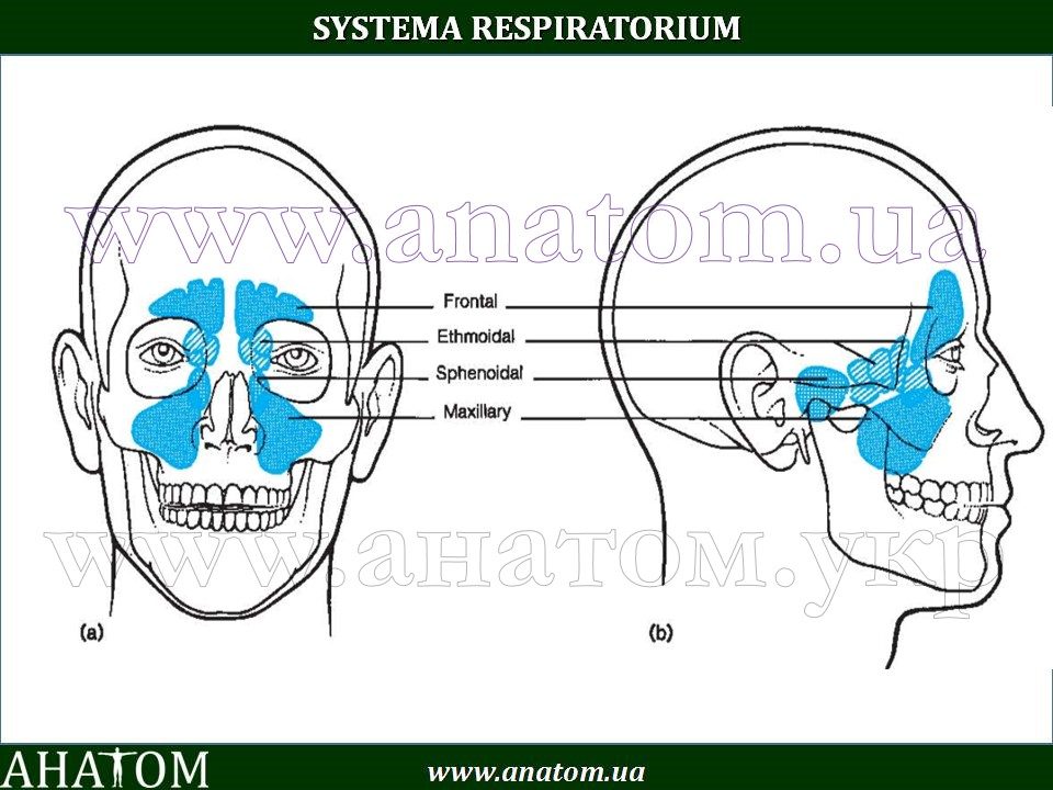 8 – SYSTEMA RESPIRATORIUM – АНАТОМ | ANATOM.UA