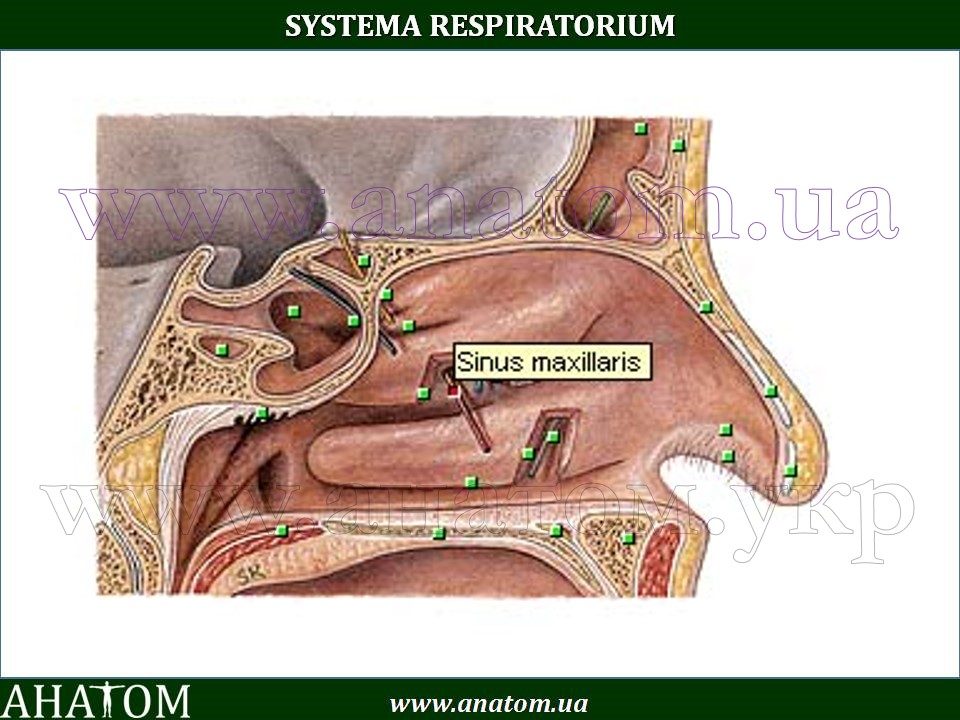 8 – SYSTEMA RESPIRATORIUM – АНАТОМ | ANATOM.UA
