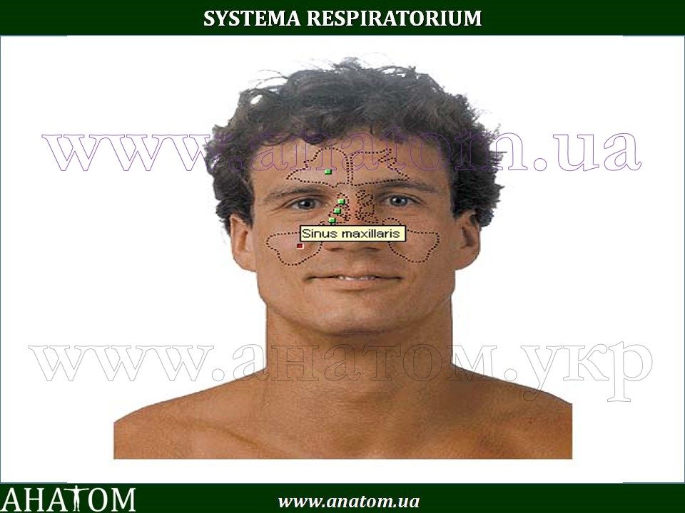 8 – SYSTEMA RESPIRATORIUM – АНАТОМ | ANATOM.UA