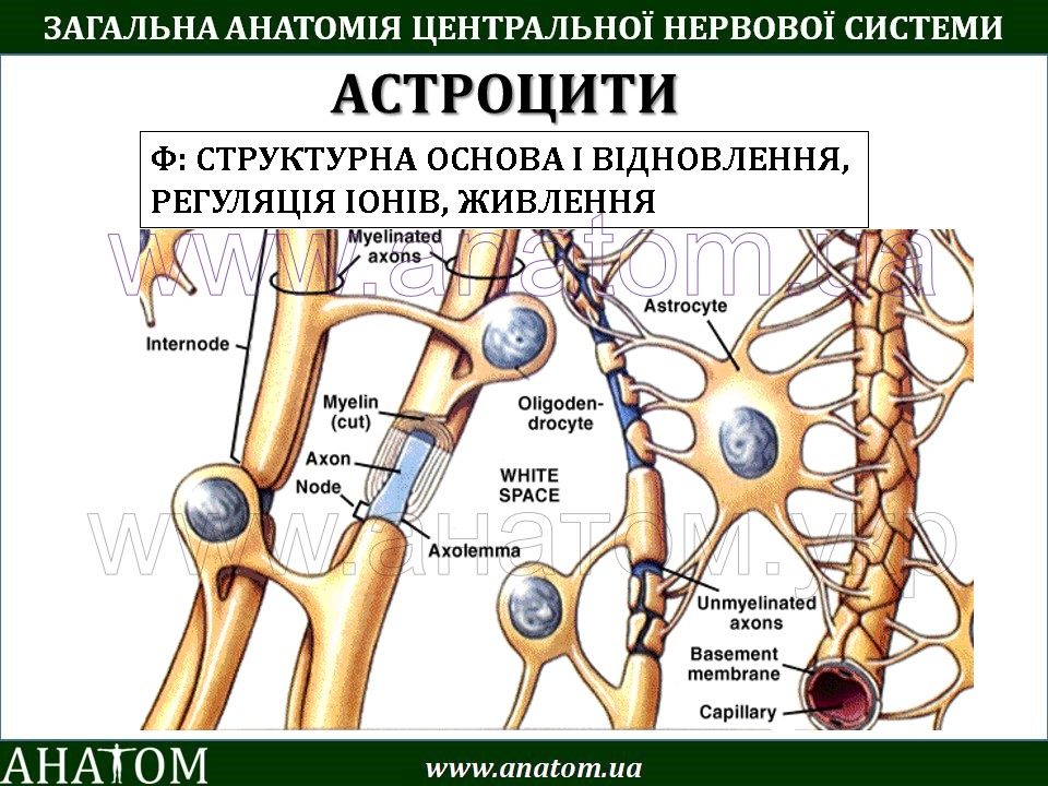 14 – SYSTEMA NERVOSUM CENTRALE#АНАТОМІЯ ЦНС – АНАТОМ | ANATOM.UA
