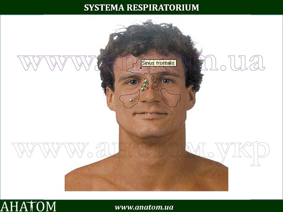 8 – SYSTEMA RESPIRATORIUM – АНАТОМ | ANATOM.UA