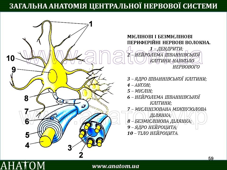 14 – SYSTEMA NERVOSUM CENTRALE#АНАТОМІЯ ЦНС – АНАТОМ | ANATOM.UA