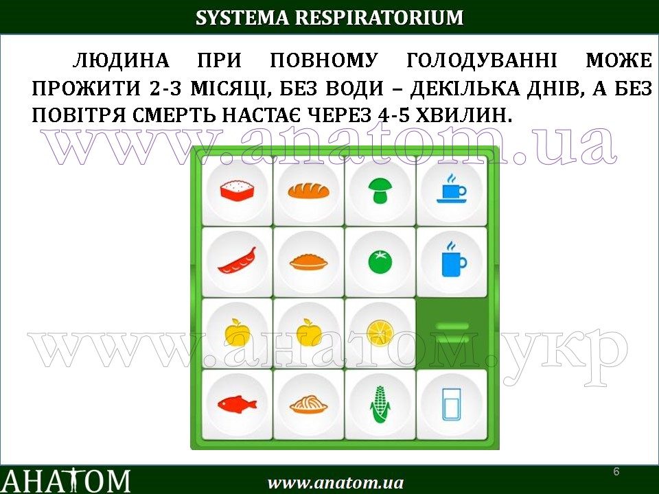 8 – SYSTEMA RESPIRATORIUM – АНАТОМ | ANATOM.UA