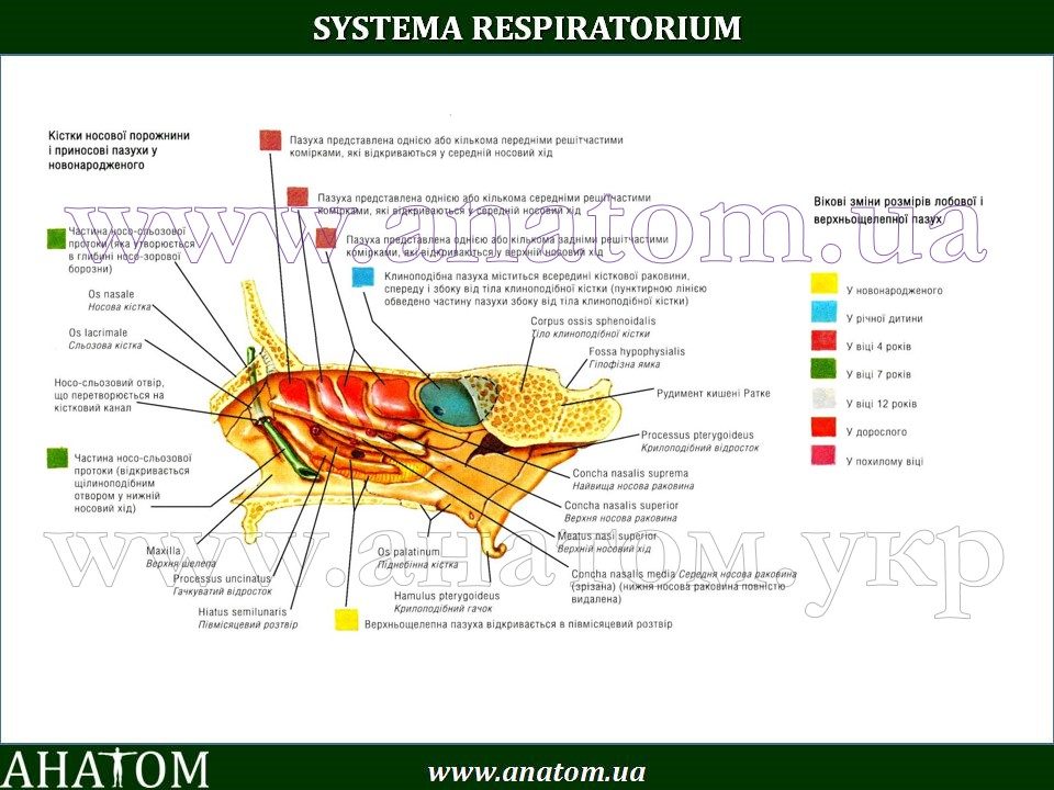 8 – SYSTEMA RESPIRATORIUM – АНАТОМ | ANATOM.UA