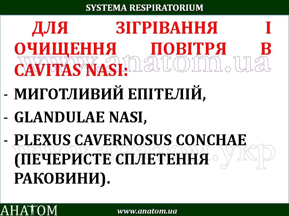 8 – SYSTEMA RESPIRATORIUM – АНАТОМ | ANATOM.UA