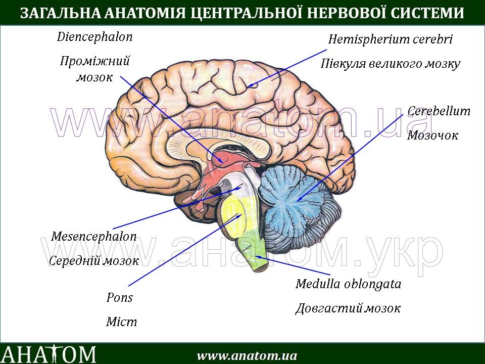 14 – SYSTEMA NERVOSUM CENTRALE#АНАТОМІЯ ЦНС – АНАТОМ | ANATOM.UA