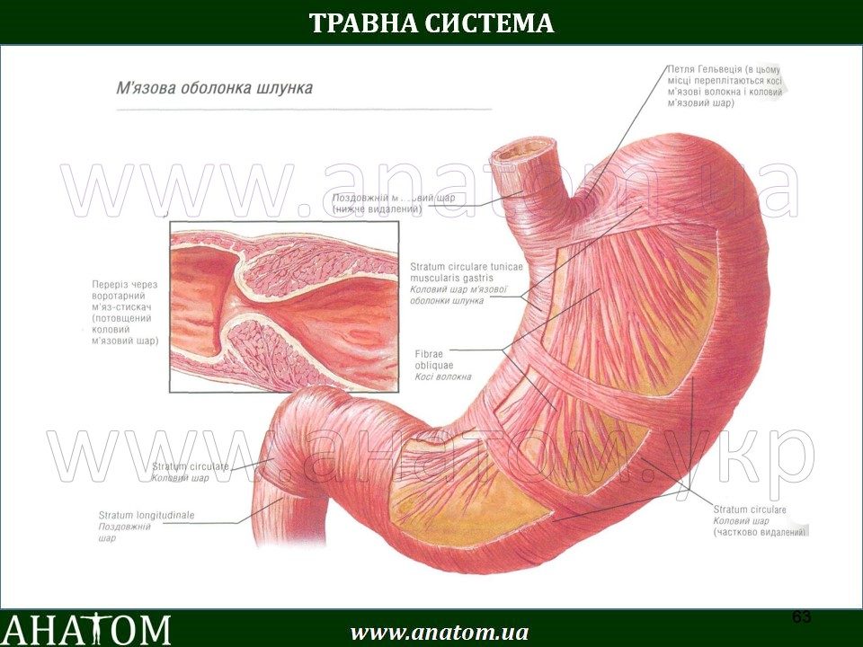 7 – SYSTEMA DIGESTORIUM – АНАТОМ | ANATOM.UA