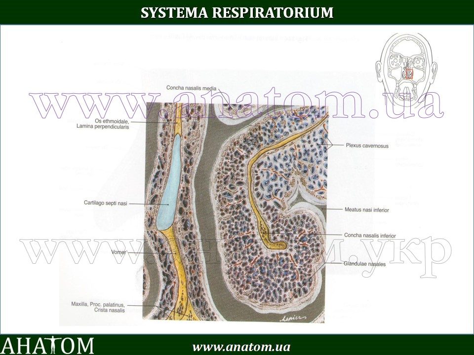 8 – SYSTEMA RESPIRATORIUM – АНАТОМ | ANATOM.UA
