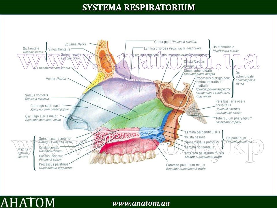 8 – SYSTEMA RESPIRATORIUM – АНАТОМ | ANATOM.UA