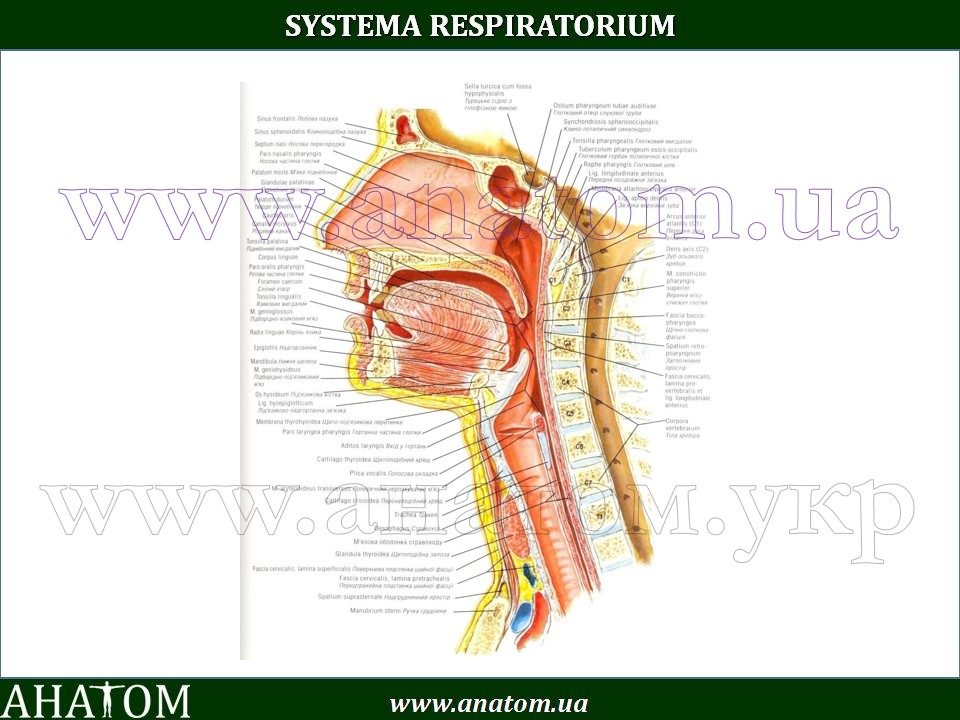 8 – SYSTEMA RESPIRATORIUM – АНАТОМ | ANATOM.UA