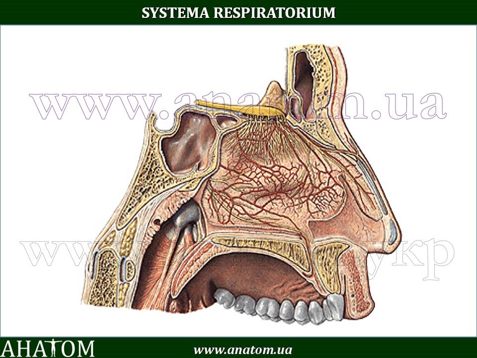 8 – SYSTEMA RESPIRATORIUM – АНАТОМ | ANATOM.UA